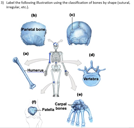 SOLVED: 'Label the following illustration using the classification of ...
