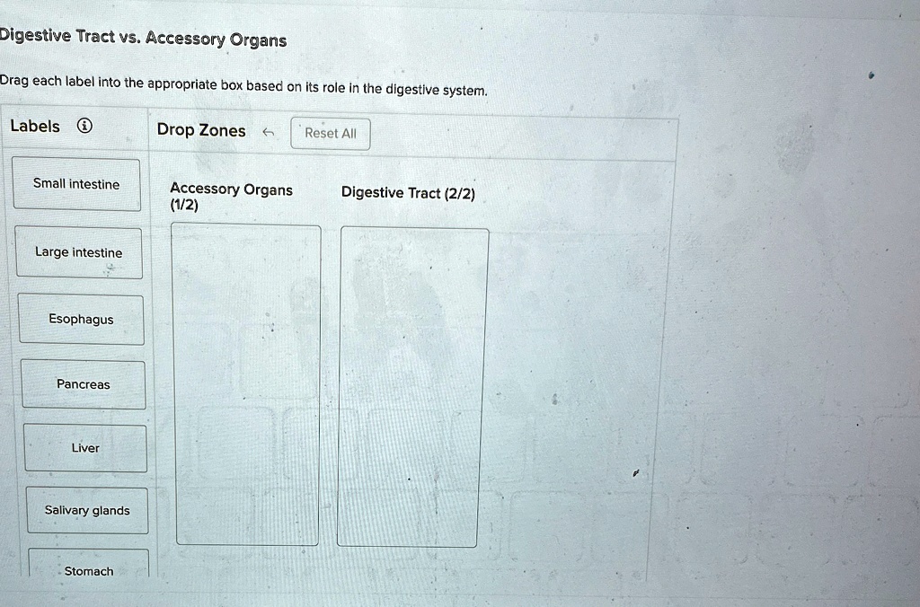 Digestive Tract vs. Accessory Organs Drag each label into the ...