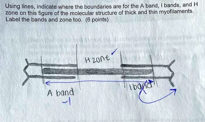Using lines, indicate where the boundaries are for the A band, I bands ...