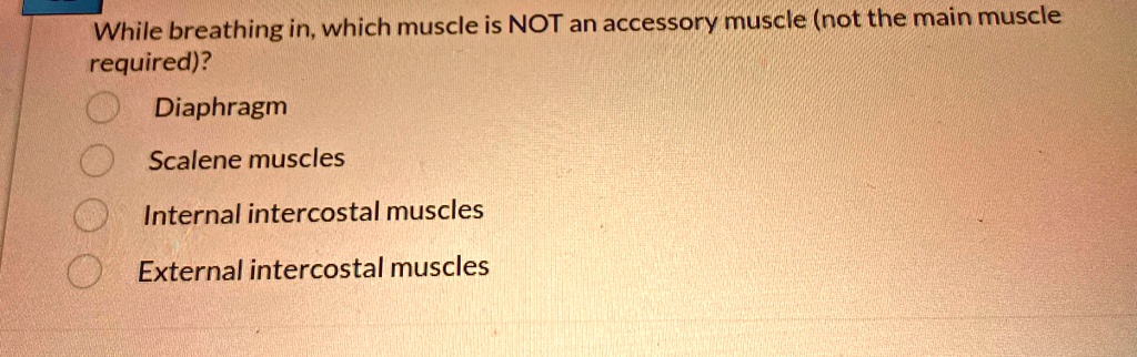 while breathing in which muscle is not an accessory muscle not the main ...