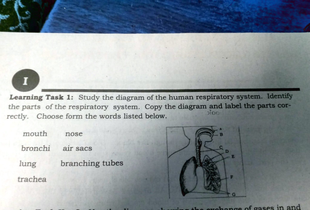 SOLVED: Study the diagram of the human respiratory system. Identify the ...