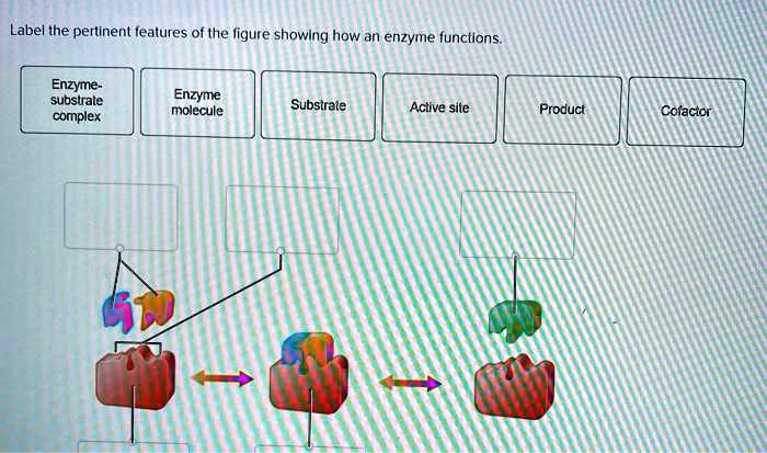 Label the pertinent features of the figure showing how an enzyme ... Label the pertinent features of the figure showing how an enzyme ...
