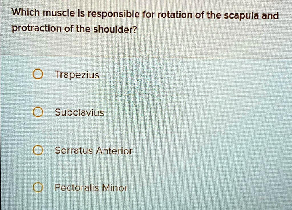 Which muscle is responsible for rotation of the scapula and protraction ...