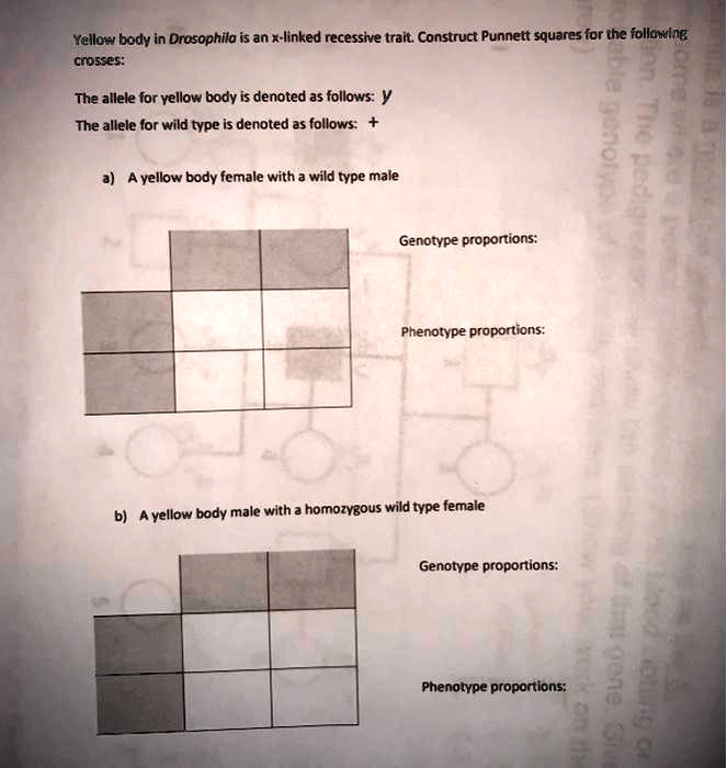 yellow body in drosophila is an linked recessive trait construct ...