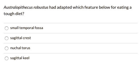 australopithecus robustus had adapted which feature below for eating a ...