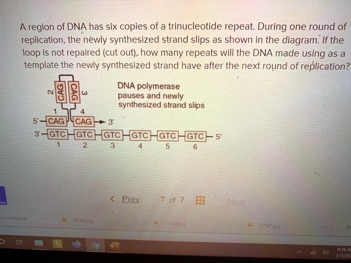 SOLVED: A region of DNA has six copies of a trinucleotide repeat ...