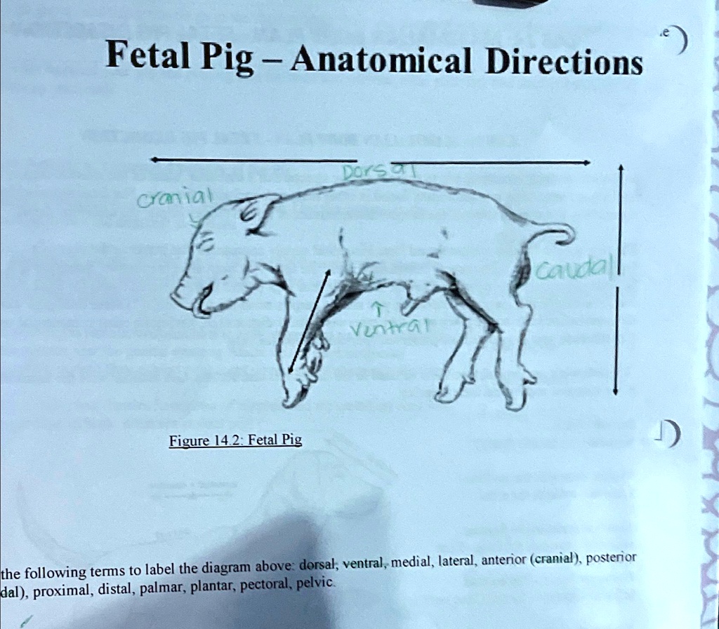 Fetal Pig - Anatomical Directions Figure 14.2: Fetal Pig Use the ...
