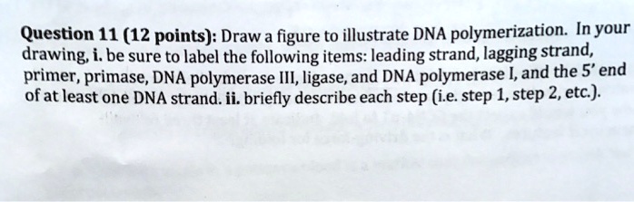 question 11 12 points draw a figure to illustrate dna polymerization in ...