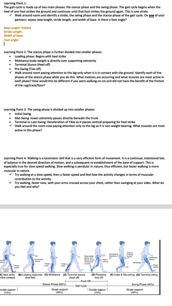 texts learning point 1 the gait cycle is made up of two main phases the ...