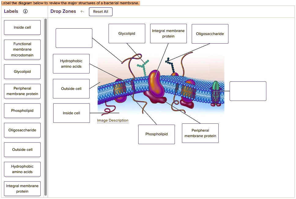Label the diagram below to review the major structures of a bacterial ...