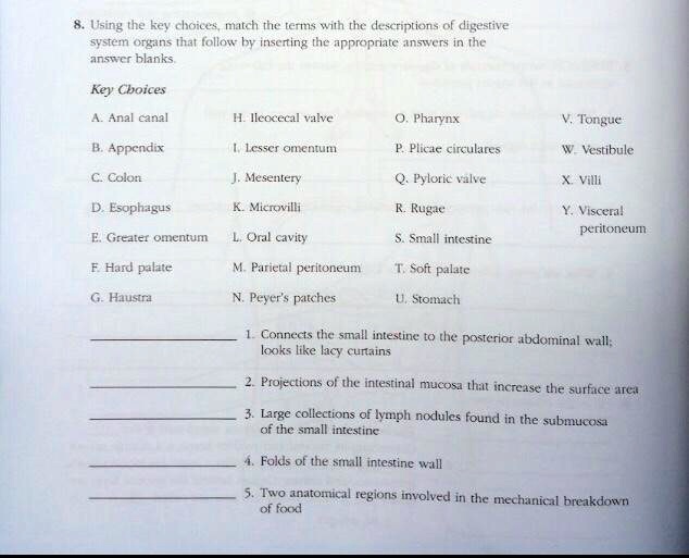 SOLVED: Using the key choices, match the terms with the descriptions of digestive system organs ...