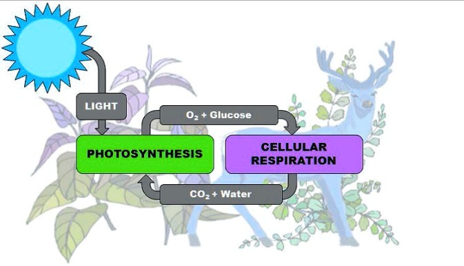 SOLVED: The diagram shows how light energy from the Sun drives the ...