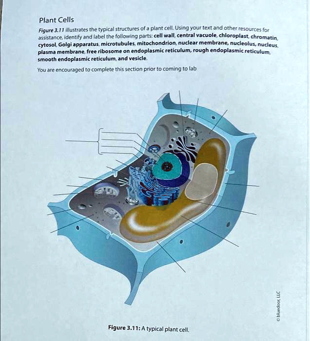 plant cells figure 31 illustrates the typical structures of a plant ...