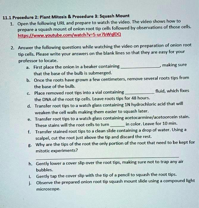 111 procedure 2 plant mitosis procedure 3 squash mount open the ...