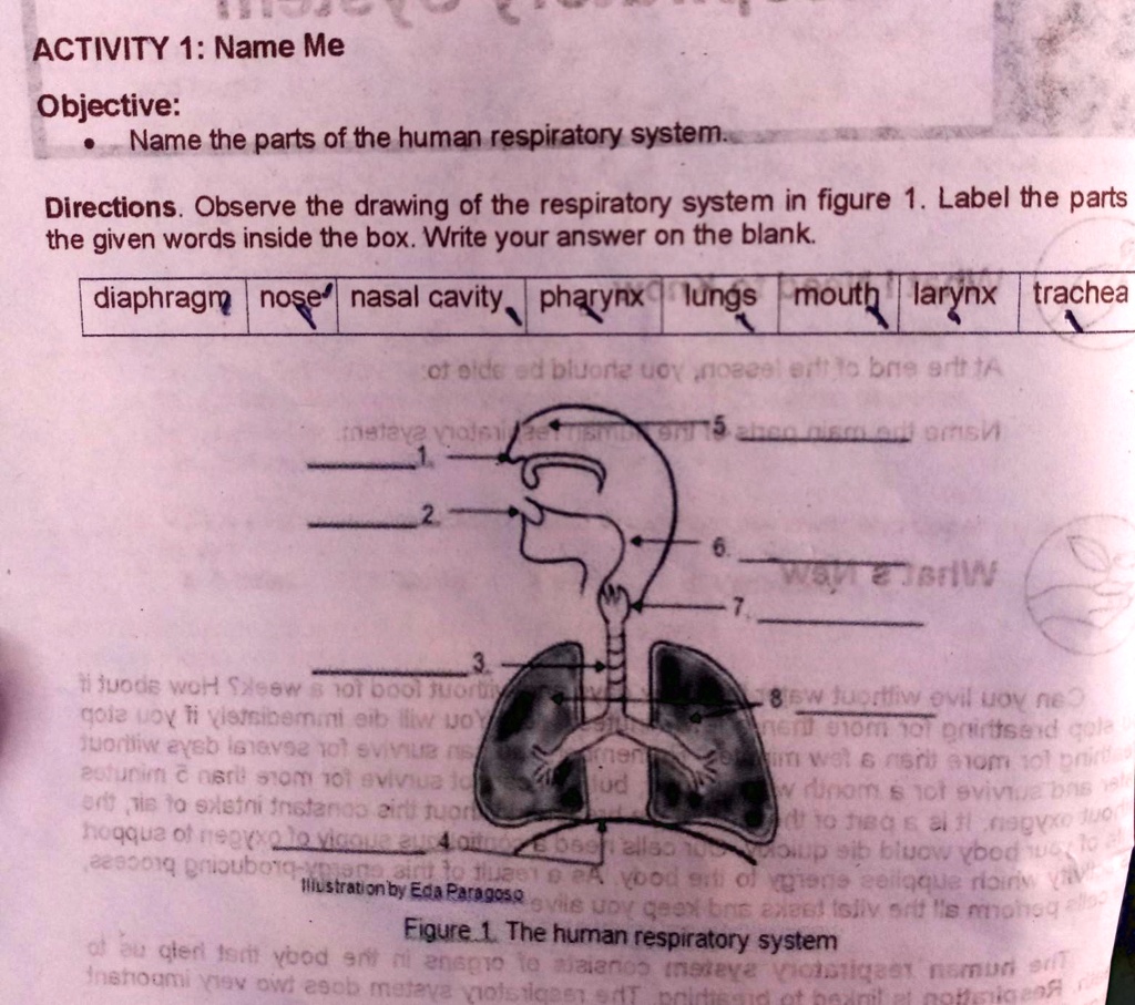 paki sagot naman po plsss activity 1 name me objective name the parts of the human respiratory ...