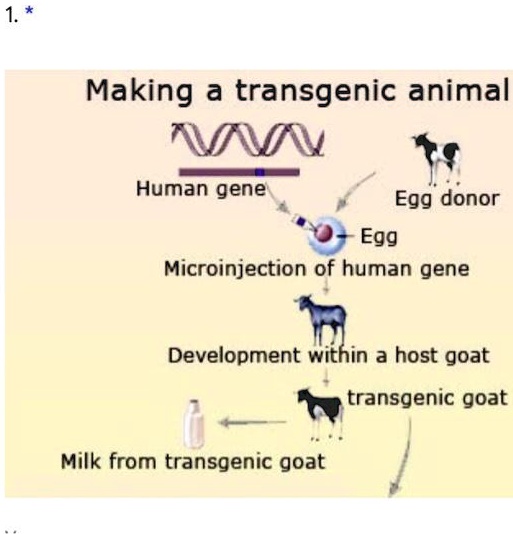 SOLVED: Making a transgenic animal Human gene Egg donor Egg ...