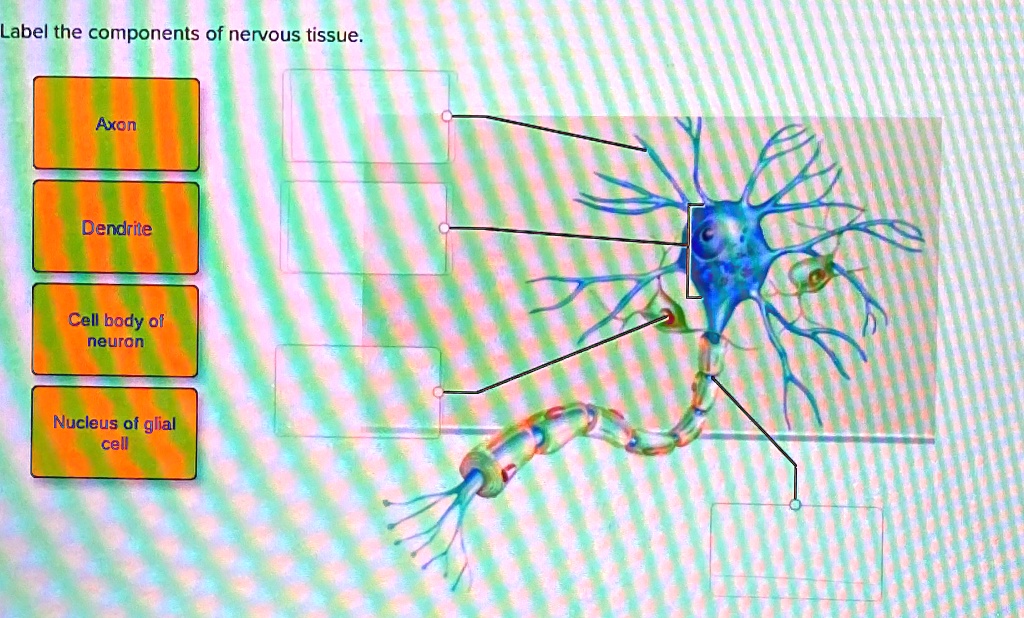 Label the components of nervous tissue. Axon Dendrite Cell body of ...