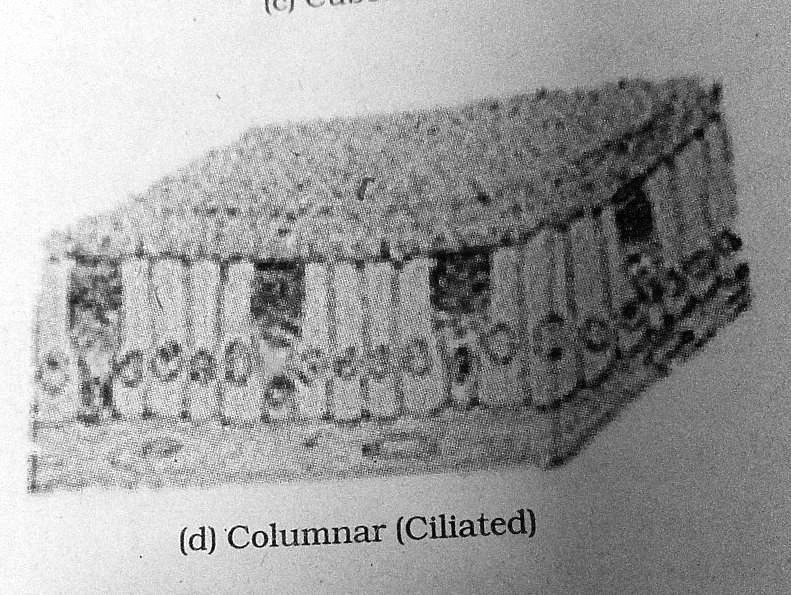 SOLVED: This diagram is of class 9 NCERT science. This diagram is of ...