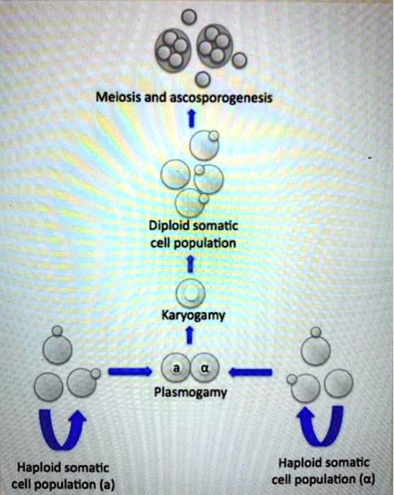 SOLVED: Meiosis and ascospore formation Diploid somatic cell population ...