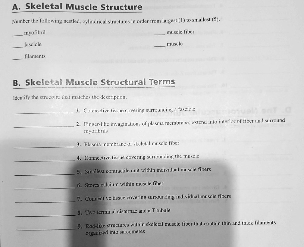 A. Skeletal Muscle Structure Number the following nestled, cylindrical structures in order from ...
