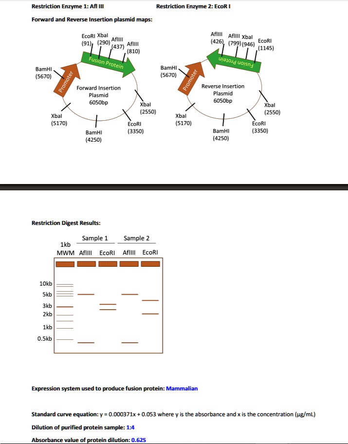 SOLVED: Restriction Enzyme 1: Afl III Restriction Enzyme 2: EcoRI ...