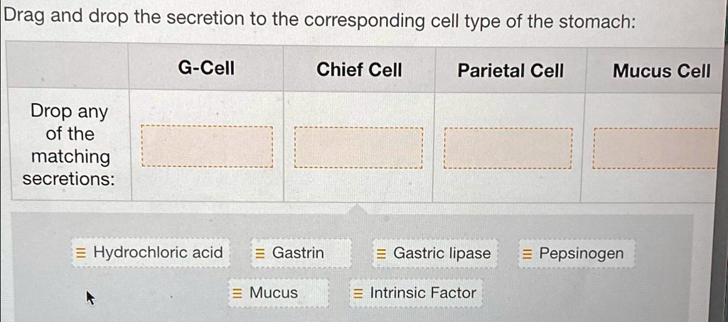Drag and drop the secretion to the corresponding cell type of the ...