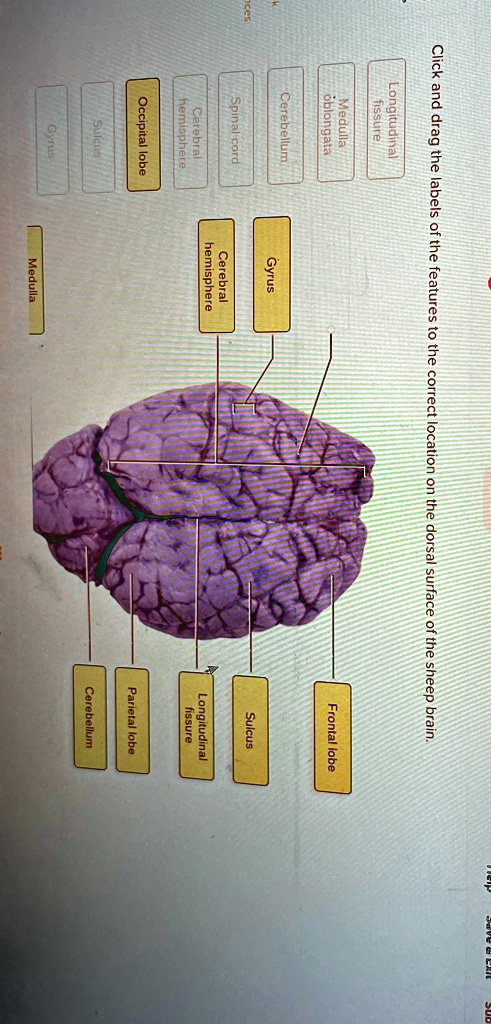 Click and drag the labels of the features to the correct location on ...