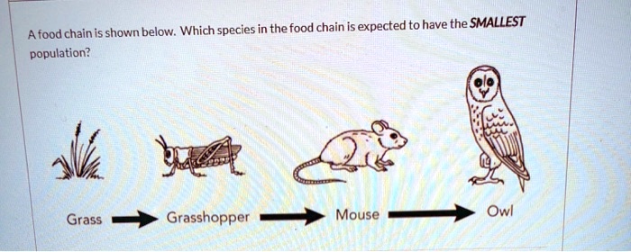 SOLVED: below: Which species in the food chain is expected to have the ...