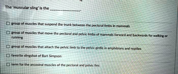 The 'muscular sling' is the group of muscles that suspend the trunk ...