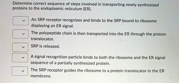 SOLVED: Determine correct sequence of steps involved in transporting newly synthesized proteins ...