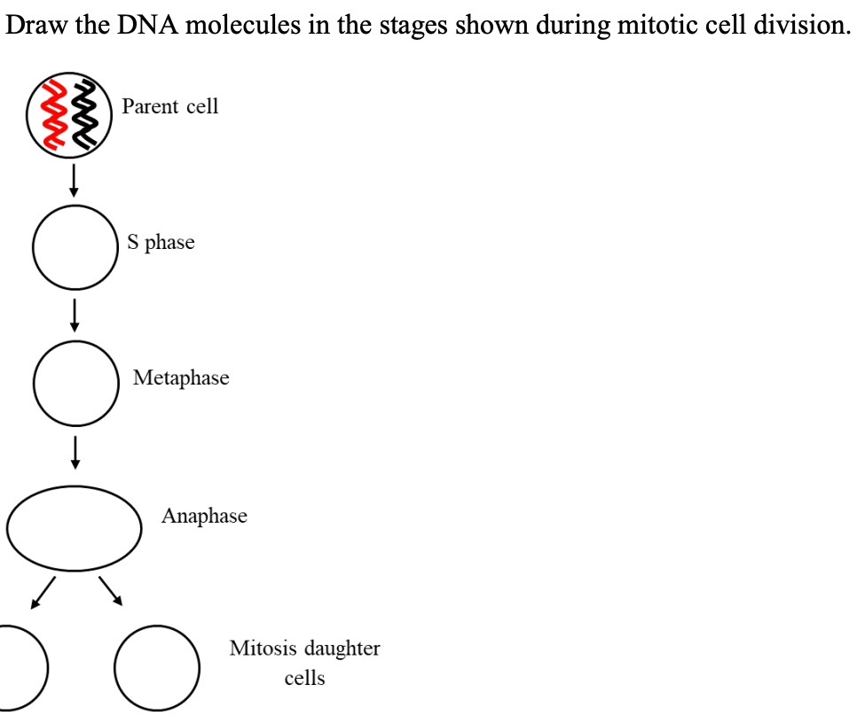 SOLVED: Draw the DNA molecules in the stages shown during mitotic cell ...