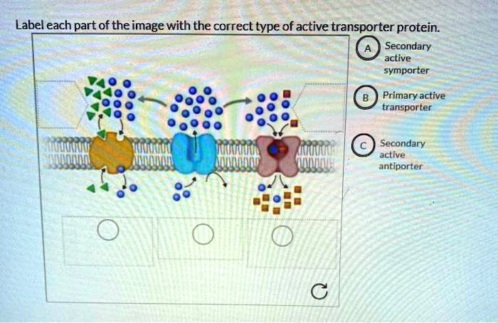 SOLVED: Label each part of theimage with the correct type of active ...