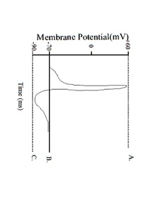 SOLVED: Below is a graph showing an action potential recorded from a typical neuron. Identify ...