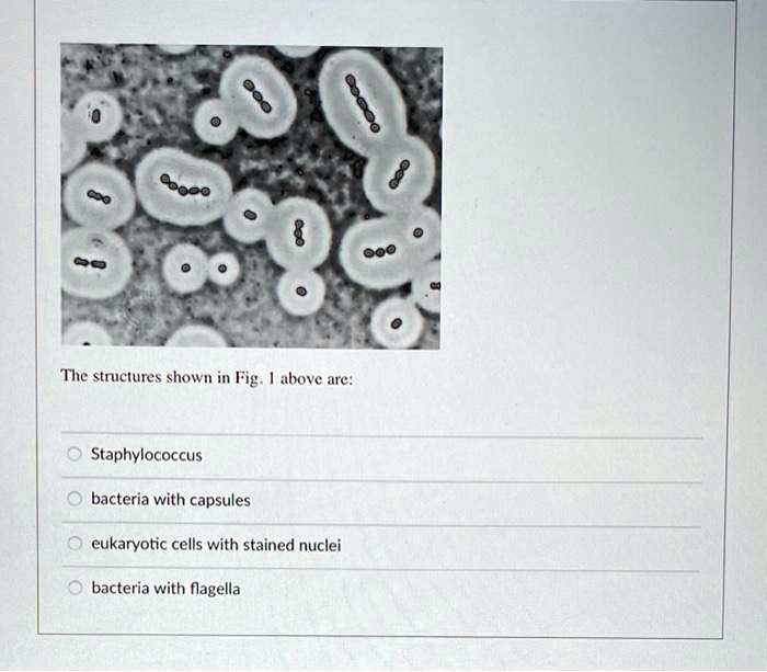 SOLVED: The structures shown in Fig.1 above are: Staphylococcus ...