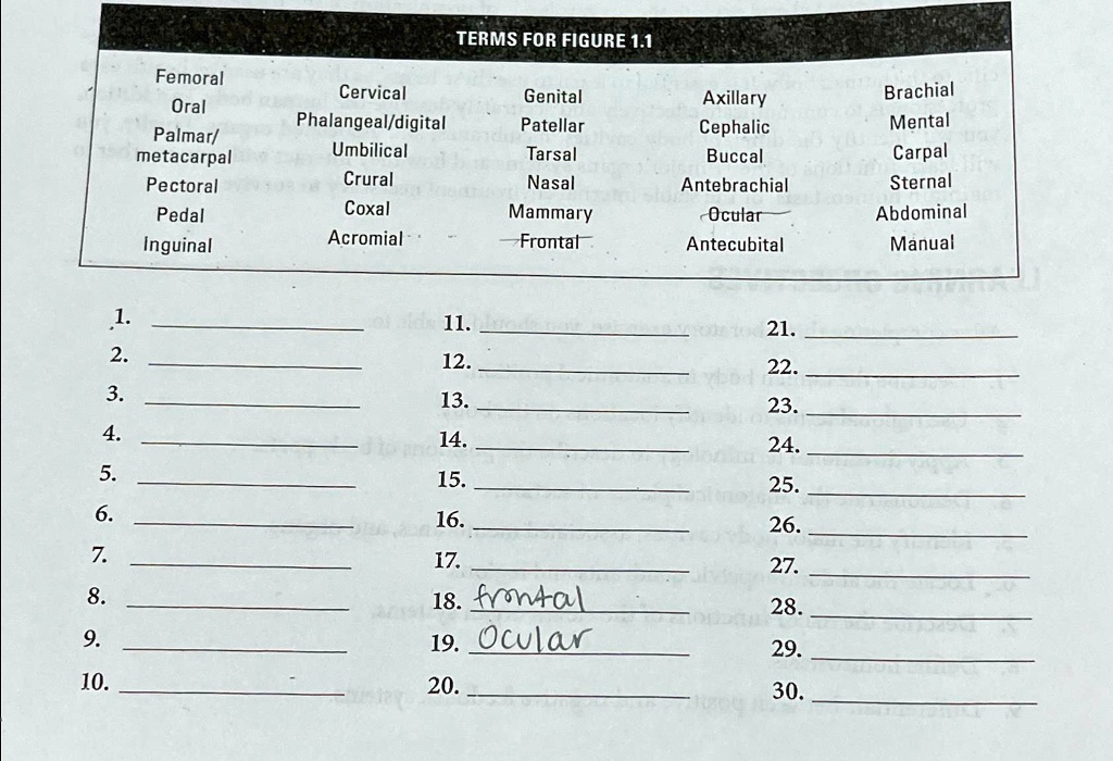 Terms for Figure 1.1 Femoral Oral Palmar/metacarpal Pectoral Pedal ...