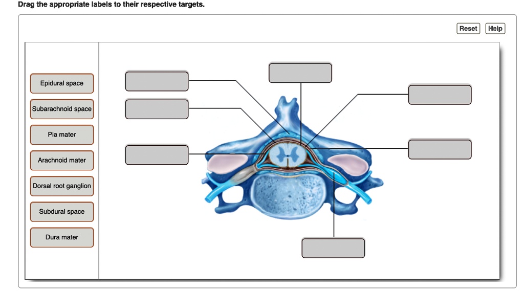 SOLVED: Drag the appropriate labels to their respective targets. Reset Help Epidural space ...