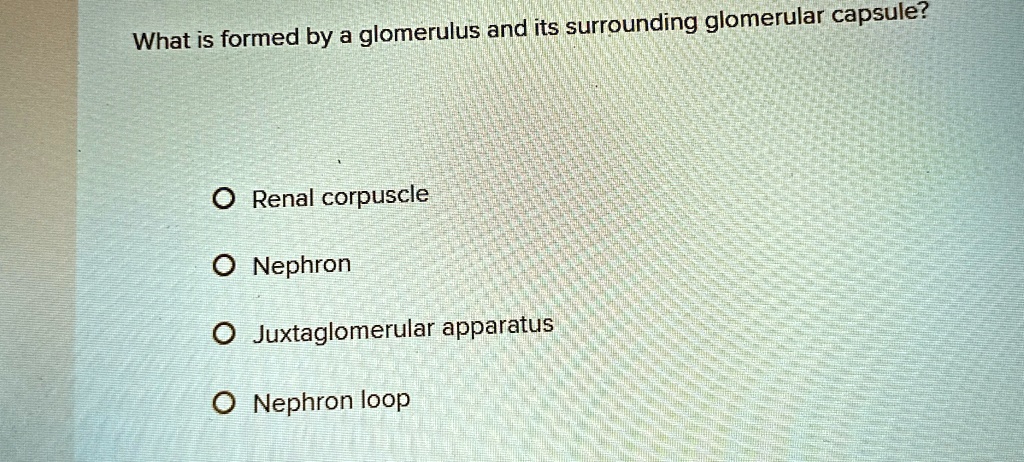 What is formed by a glomerulus and its surrounding glomerular capsule ...