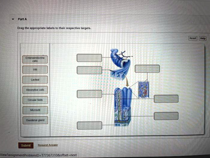 ? Part A Drag the appropriate labels to their respective targets. Enteroendocrine cells Villi ...