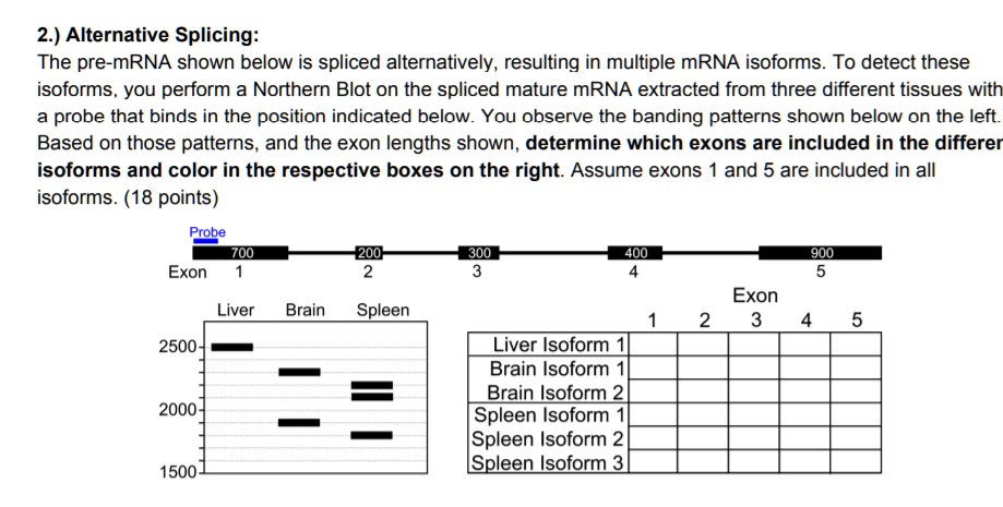 SOLVED: 2 ) Alternative Splicing: The pre-mRNA shown below is spliced ...