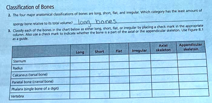 SOLVED: Classification of Bones 2. The four major anatomical classifications of bones are long ...