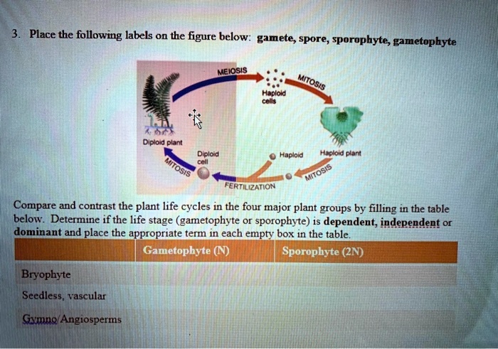 SOLVED: Text: Place the following labels on the figure below: gamete ...