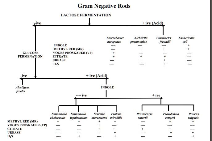gram negative rods lactose fermentation ive acid euerhcler klebsiella ...