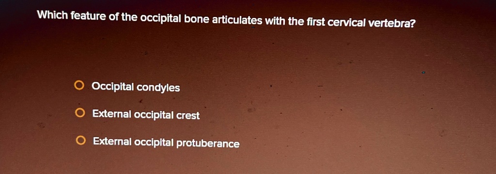 which feature of the occipital bone articulates with the first cervical ...