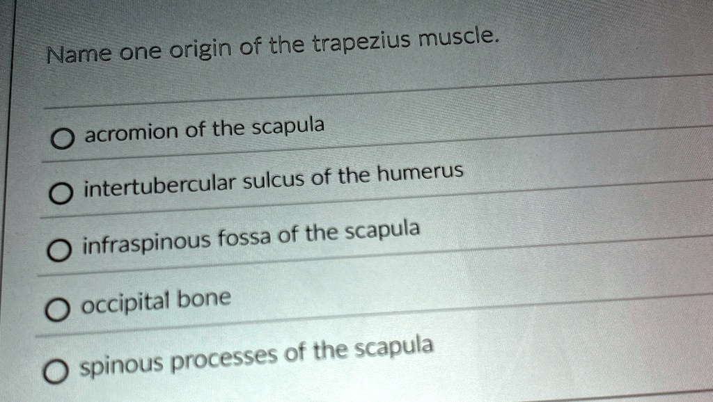 Name one origin of the trapezius muscle. ? acromion of the scapula O ...