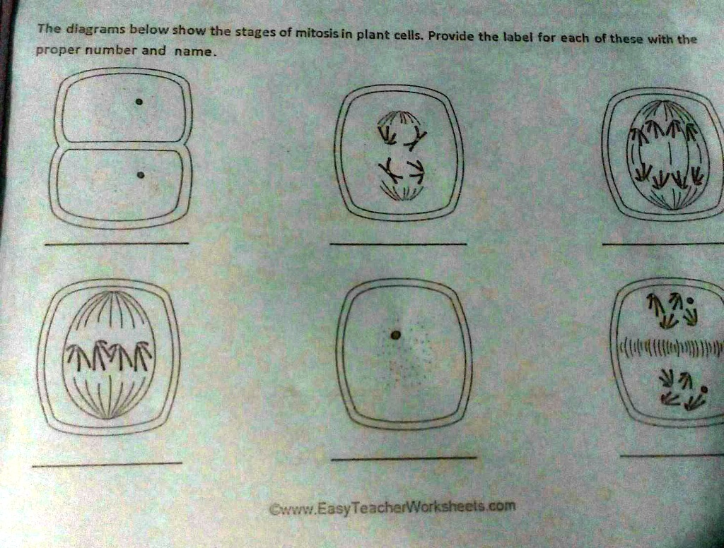 The diagrams below show the stages of mitosis in plant cells. Provide ...