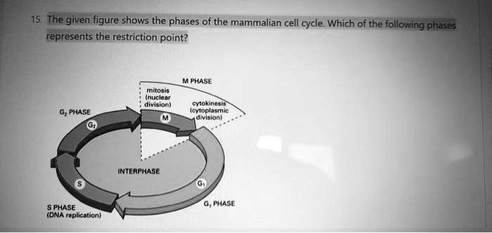 SOLVED:The given figure shows the phases of the mammalian cell cycle ...