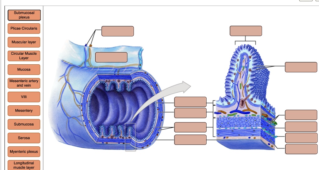 Submucosal plexus Plicae Circularis Muscular layer Circular Muscle ...