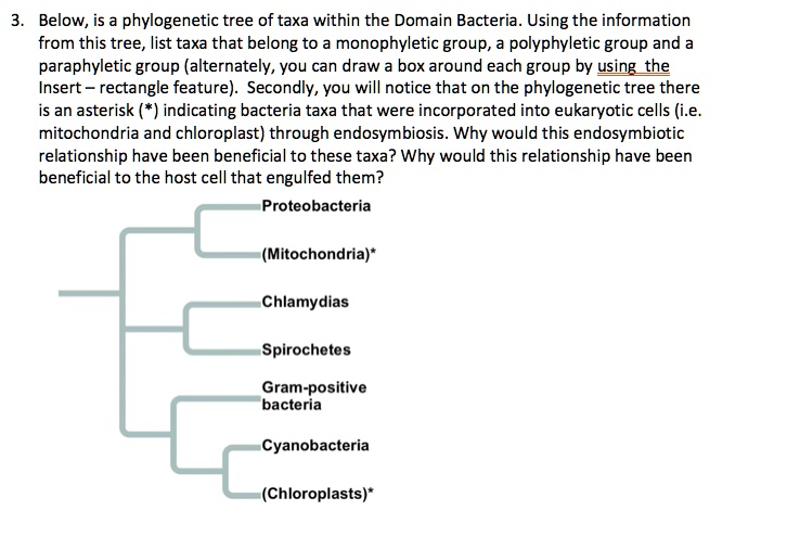SOLVED: Below, is a phylogenetic tree of taxa within the Domain ... SOLVED: Below, is a phylogenetic tree of taxa within the Domain ...