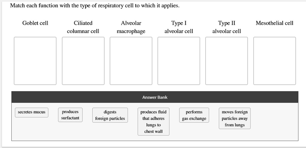 SOLVED: Match each function with the type of respiratory cell to which it applies. Goblet cell ...