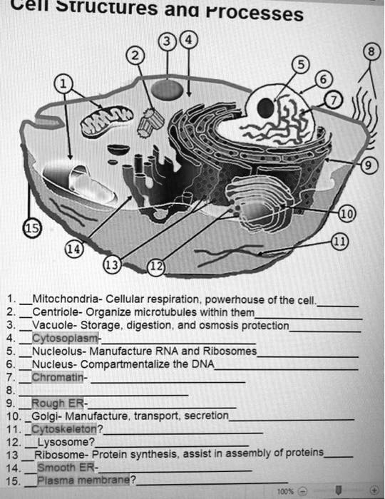 cell structures ana frocesses mitochondria cellular respiration ...